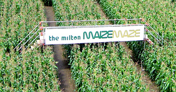Milton Maize Maze | Attractions Network