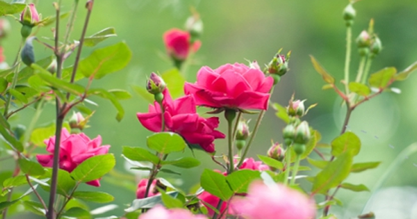 Notcutts Garden Centres | Attractions Network