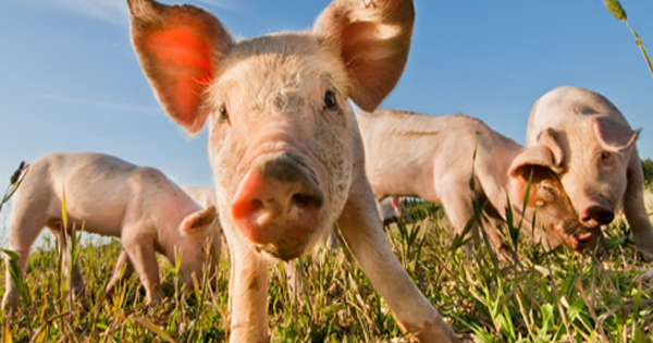 Rectory Farm Shop | Attractions Network